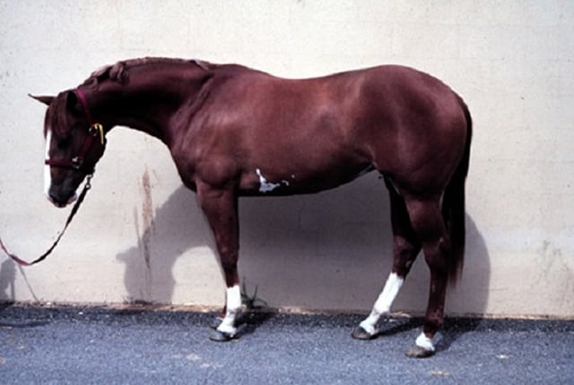 Nutritional Requirements of Horses and Other Equids - Management and ...