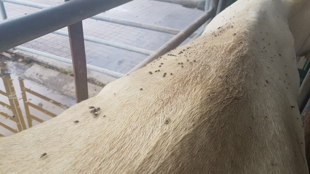 Buffalo Flies of Cattle - Integumentary System - MSD Veterinary Manual