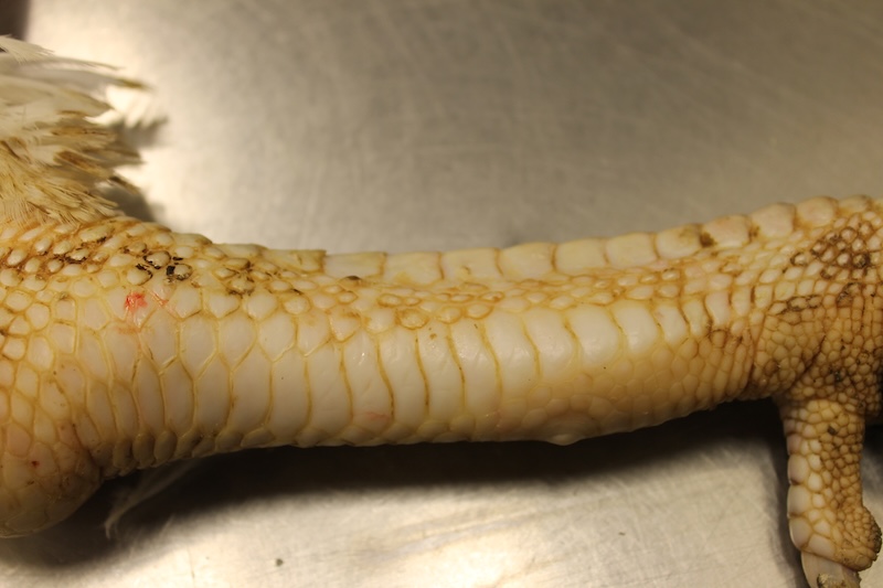 Image:Bacterial tenosynovitis, turkey-Merck Veterinary Manual