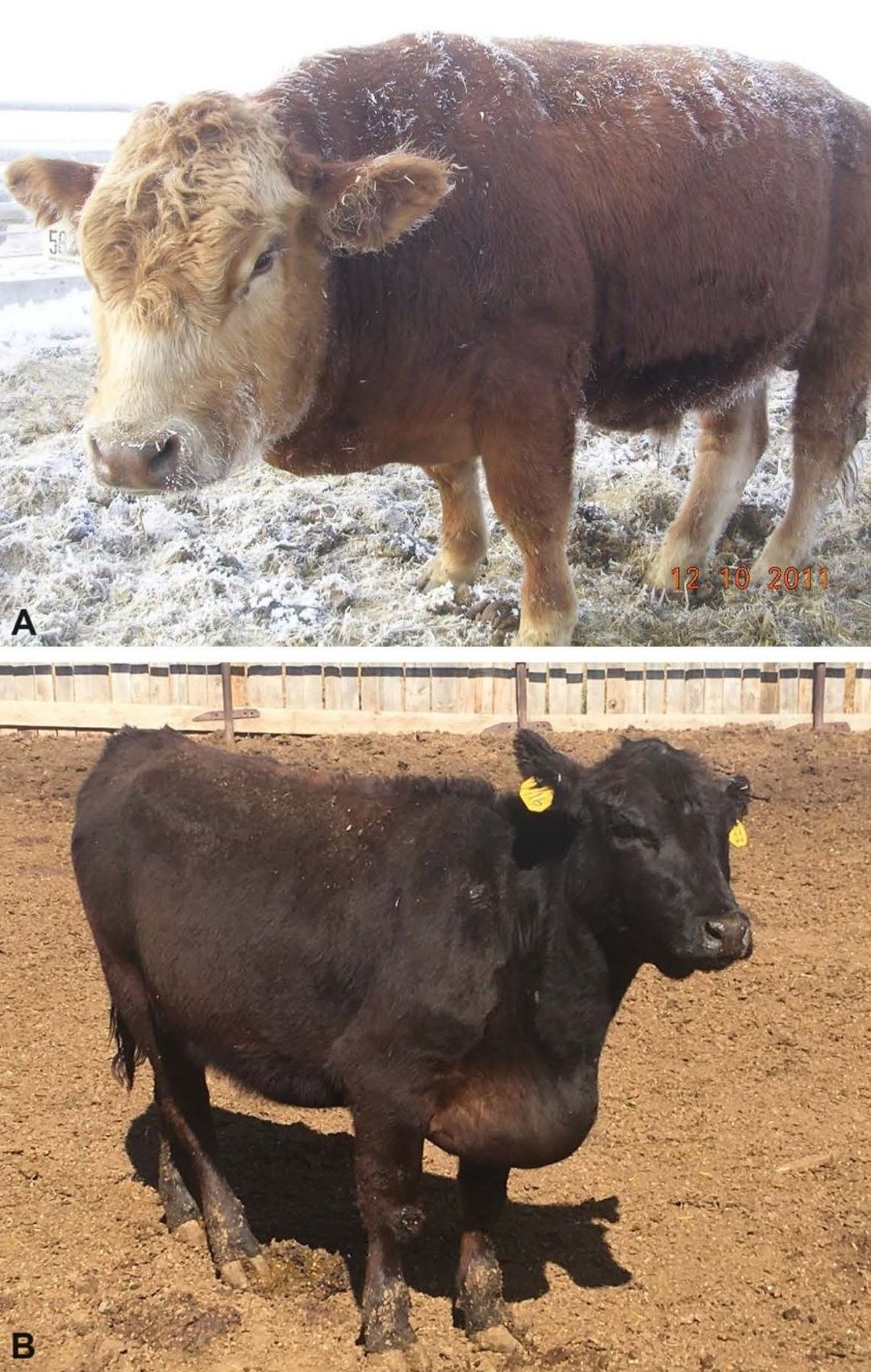Image:Bovine high-mountain disease, edema, steers-MSD Veterinary Manual