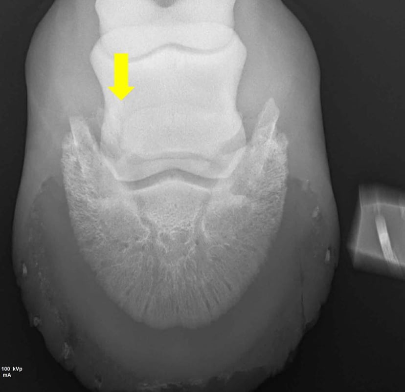Fractures of the Navicular Bone in Horses - Musculoskeletal System ...