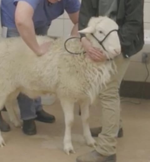 Reproductive Physiology of Sheep - Management and Nutrition - Merck ...