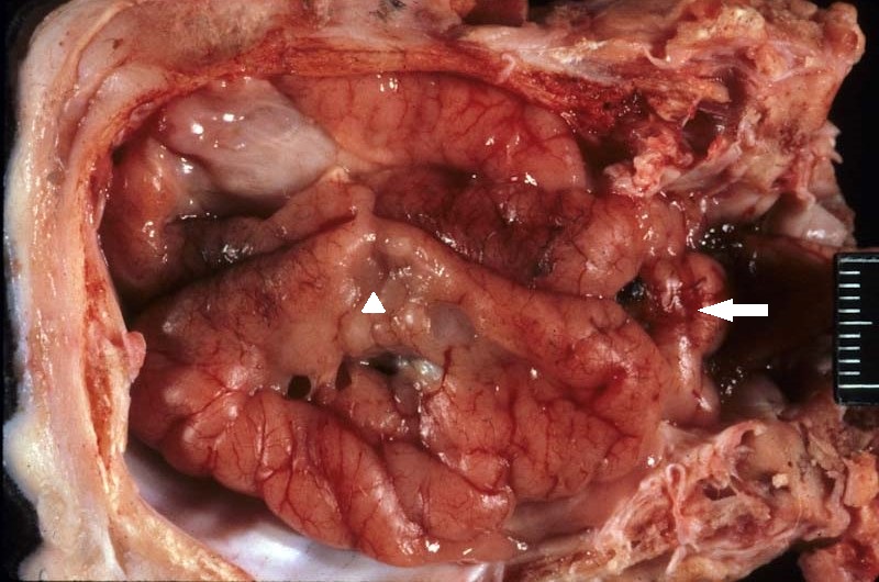 Border Disease - Generalized Conditions - MSD Veterinary Manual