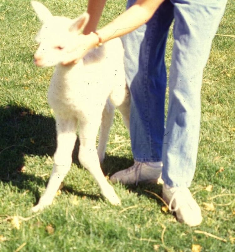 Diseases of Llamas and Alpacas - Exotic and Laboratory Animals - Merck ...