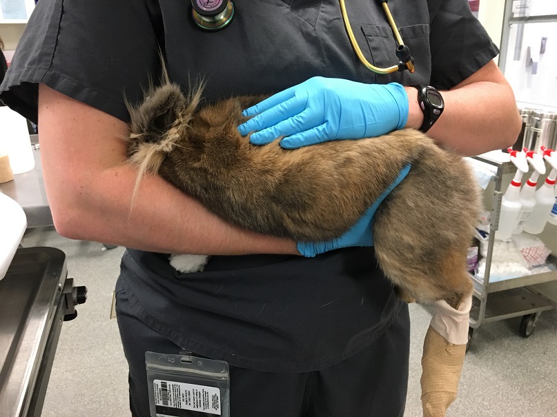 Image:Carrying technique, rabbit-MSD Veterinary Manual