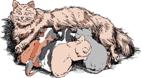 Breeding and Reproduction of Cats - Cat Owners - Merck Veterinary Manual