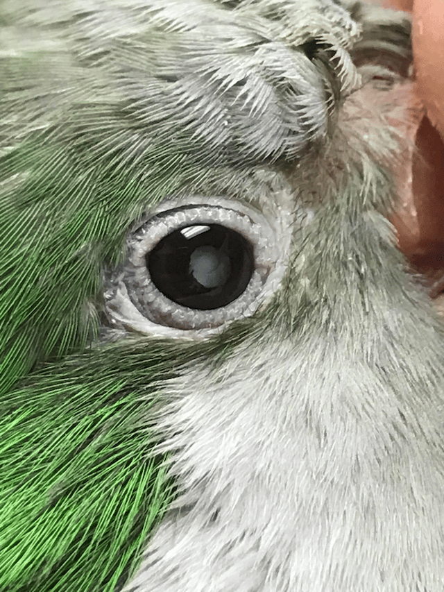 Geriatric Diseases of Pet Birds - Exotic and Laboratory Animals - MSD ...