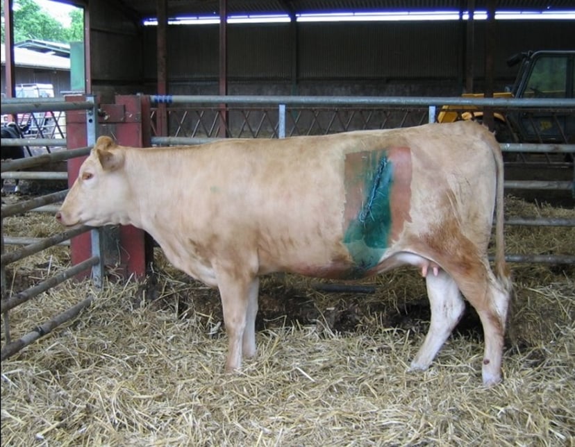 Image:Cesarean section incision, cow-Merck Veterinary Manual