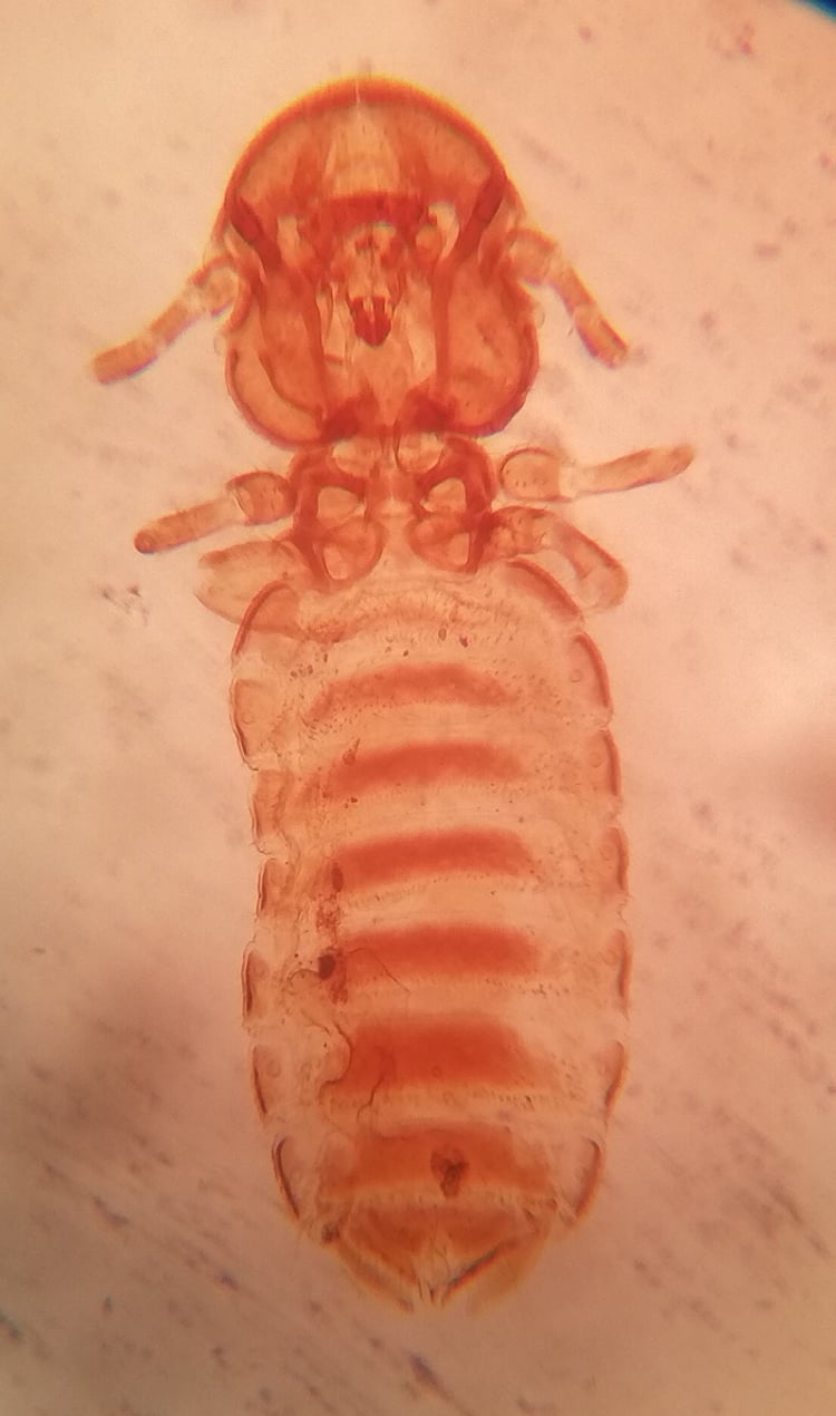 Image:Chewing louse, body shape-Merck Veterinary Manual
