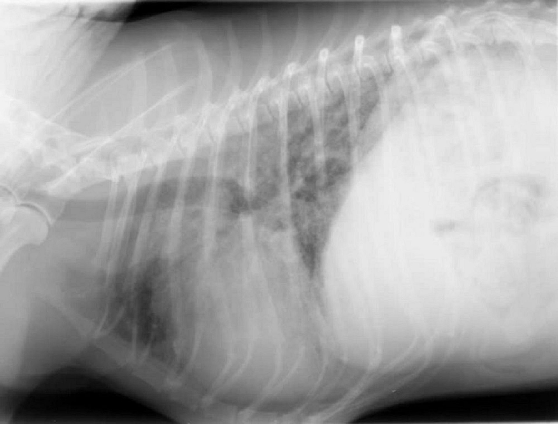 Image:Chronic bronchitis, dog, radiograph-Merck Veterinary Manual