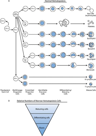 Table: Normal hematopoiesis-MSD Veterinary Manual