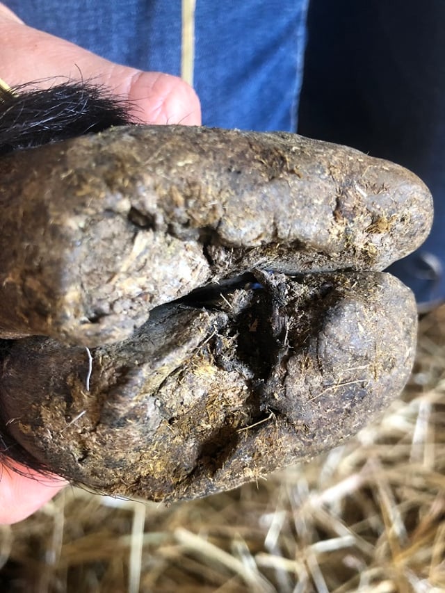 Contagious Footrot in Sheep - Musculoskeletal System - MSD Veterinary ...