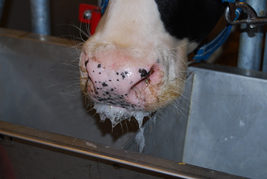 Image:Clinical signs, FMD, cattle-MSD Veterinary Manual