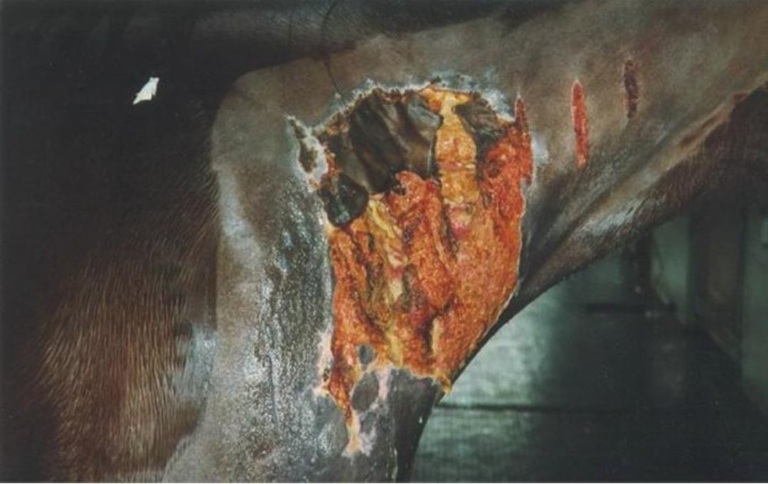Image:Clostridial myonecrosis due to C perfringens type A, horse-Merck ...