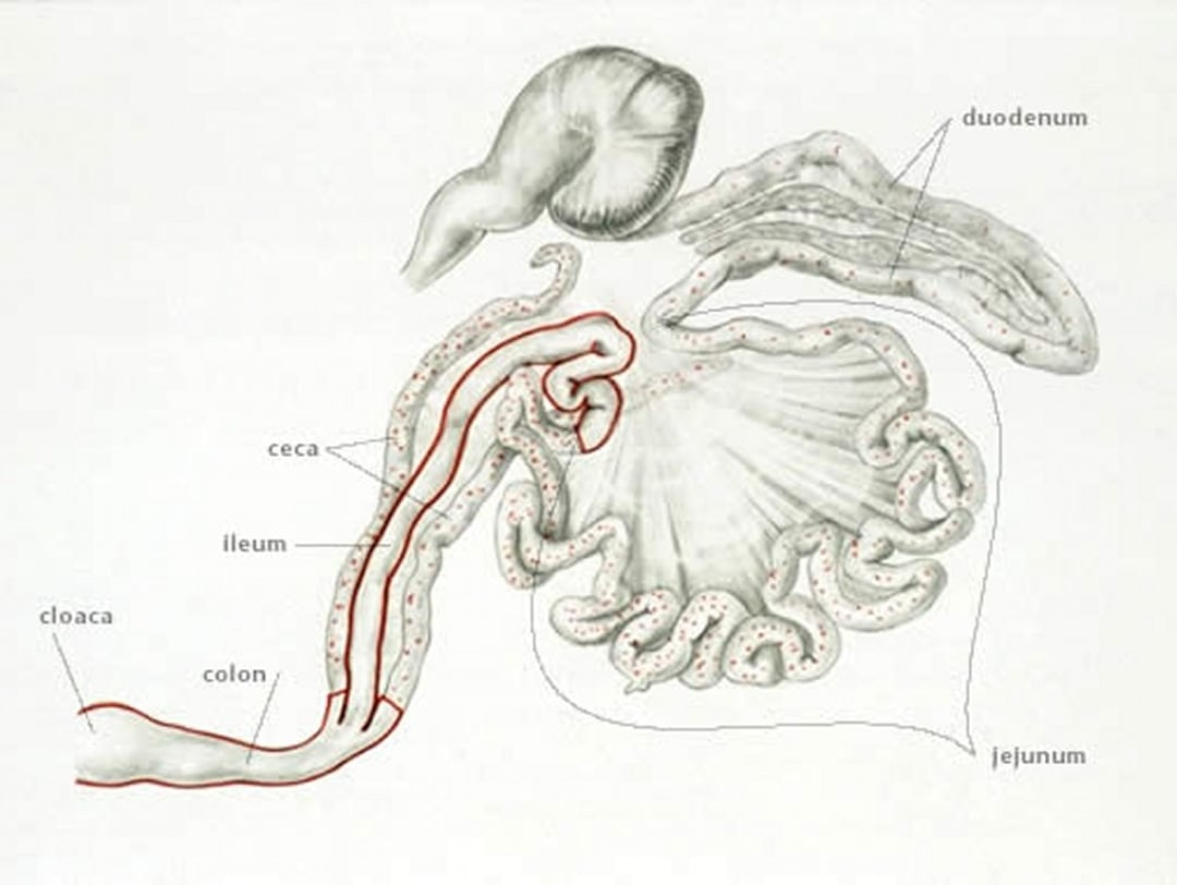 Coccidiosis in Poultry - Poultry - Merck Veterinary Manual