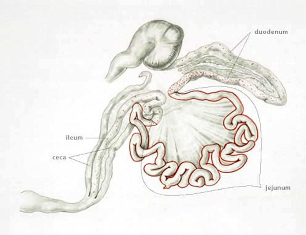 Image:Coccidiosis (site of infection with Eimeria maxima), poultry ...