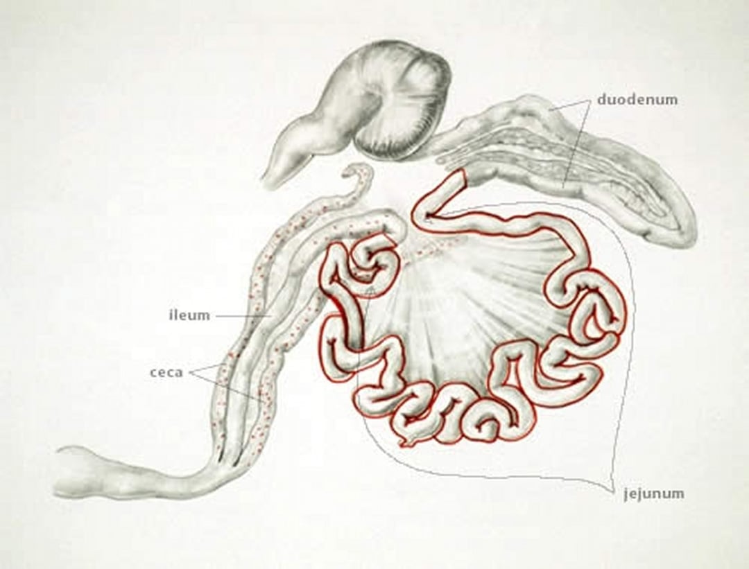 Coccidiosis in Poultry - Poultry - Merck Veterinary Manual