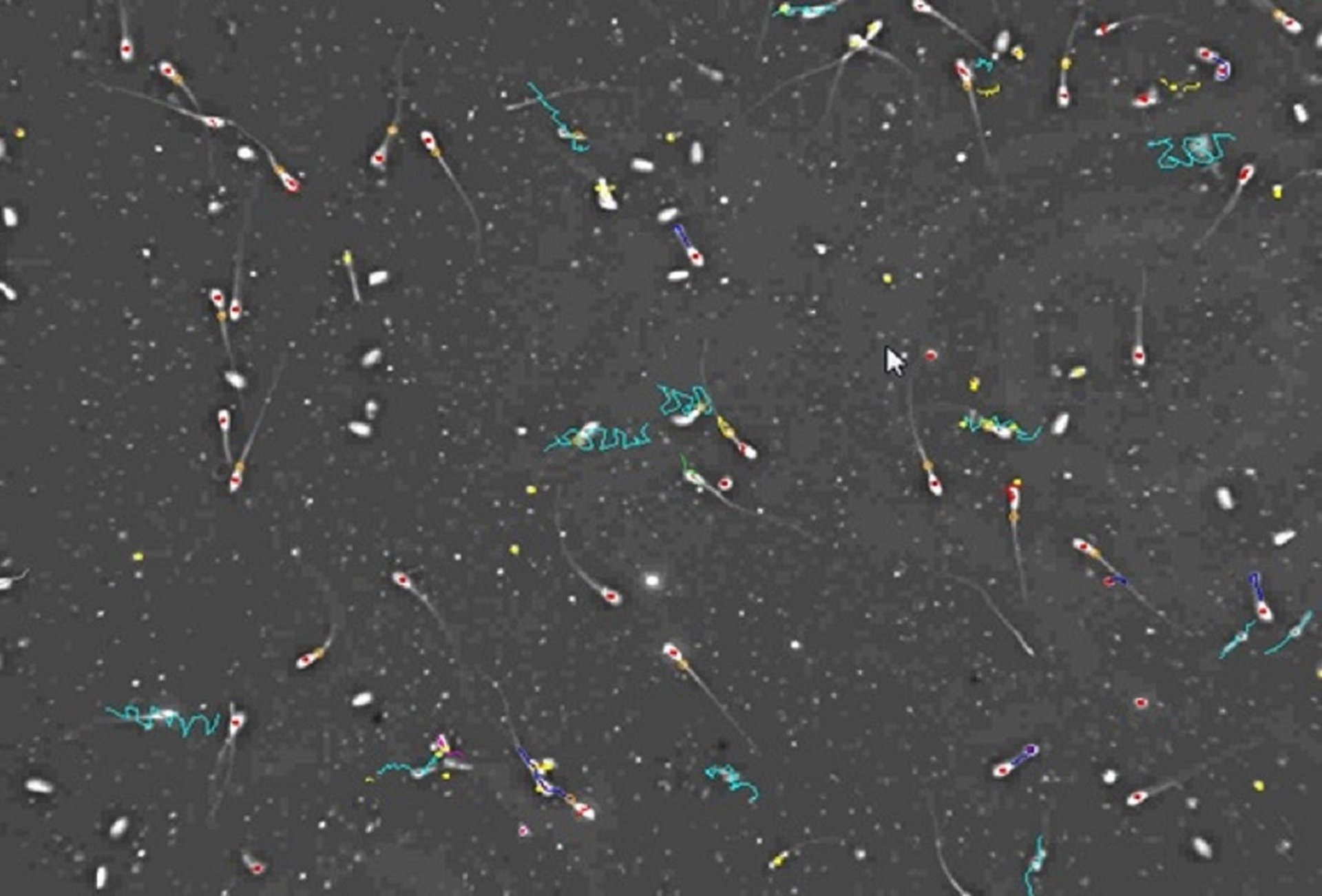 Reproductive Management of Bulls - Management and Nutrition - MSD ...