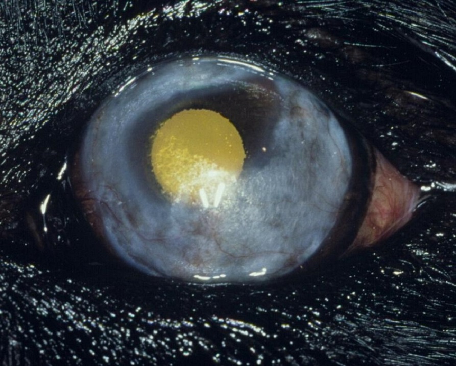 Image:Corneal degeneration, dog-Merck Veterinary Manual