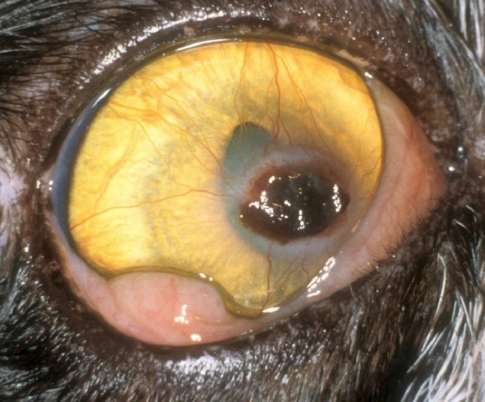 Image:Corneal sequestrum, domestic cat-Merck Veterinary Manual