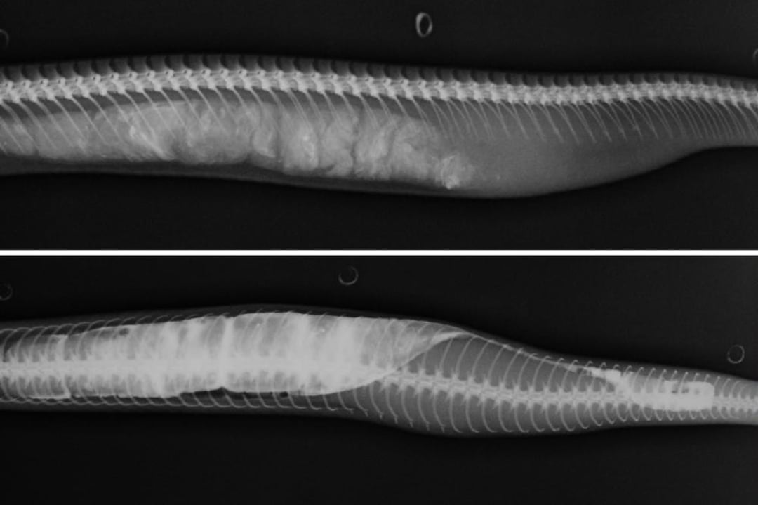 Clinical Procedures for Reptiles - Exotic and Laboratory Animals ...