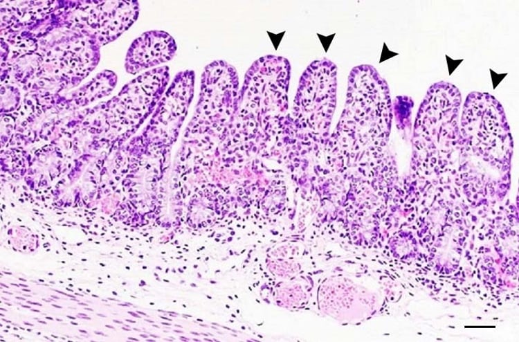 Coronaviral Enteritis in Pigs - Digestive System - Merck Veterinary Manual