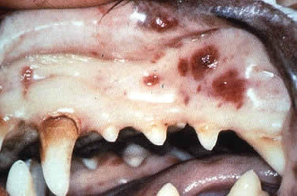Image:Ecchymosis, mucous membranes, mouth, dog-MSD Veterinary Manual