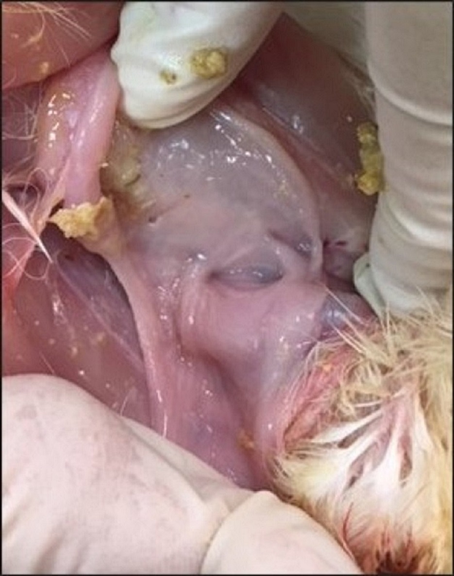 Image:Crop, healthy turkey-Merck Veterinary Manual