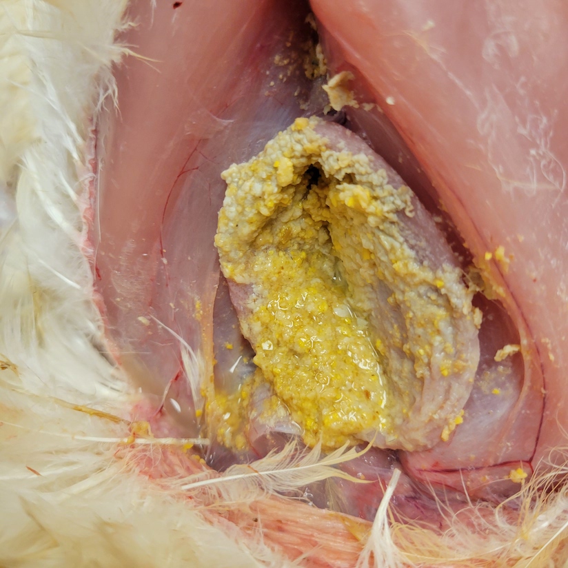 Image:Crop mycosis, turkey-Merck Veterinary Manual