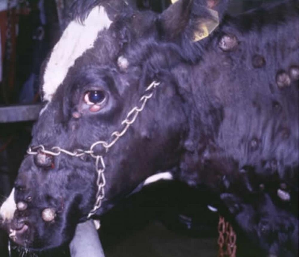 Bovine Leukosis - Generalized Conditions - MSD Veterinary Manual