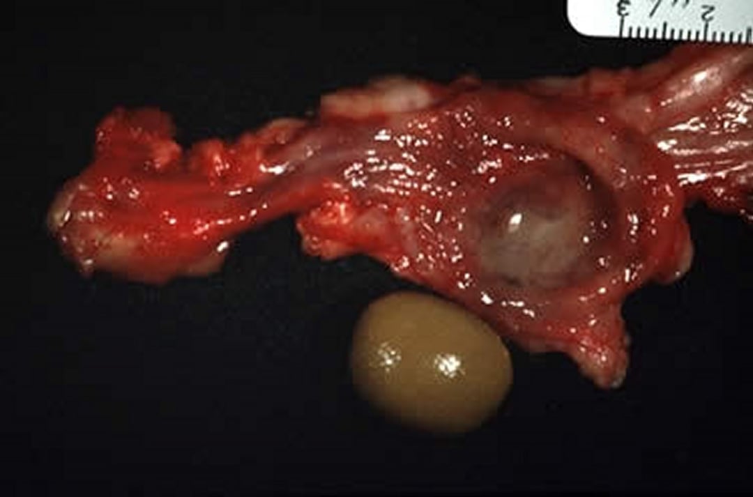 Noninfectious Diseases of Rabbits - Exotic and Laboratory Animals ...