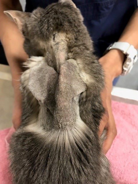 Gastrointestinal Paraneoplastic Syndromes in Small Animals ...