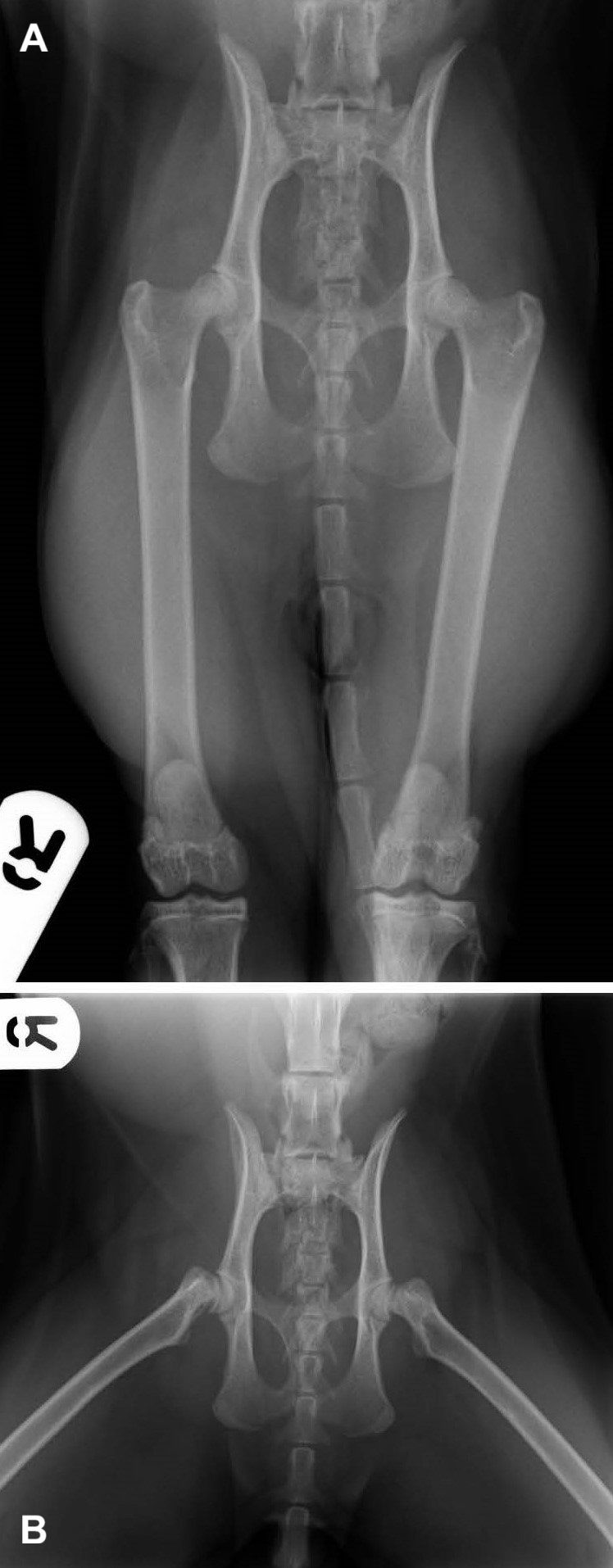 Image:Capital physeal fracture, radiographs, cat-Merck Veterinary Manual