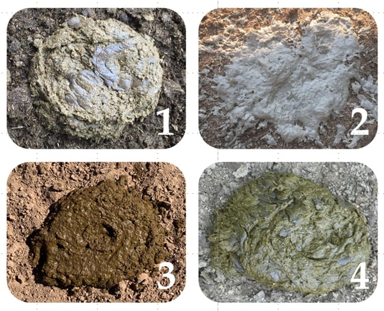 Prevention of Common Nutrition-Related Disorders in Beef Cattle ...
