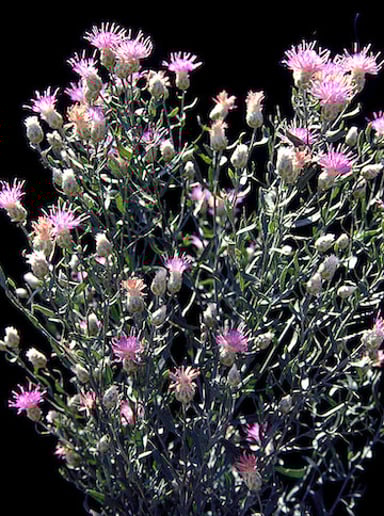 Range Plants of Temperate North America - Range Plants of Temperate ...