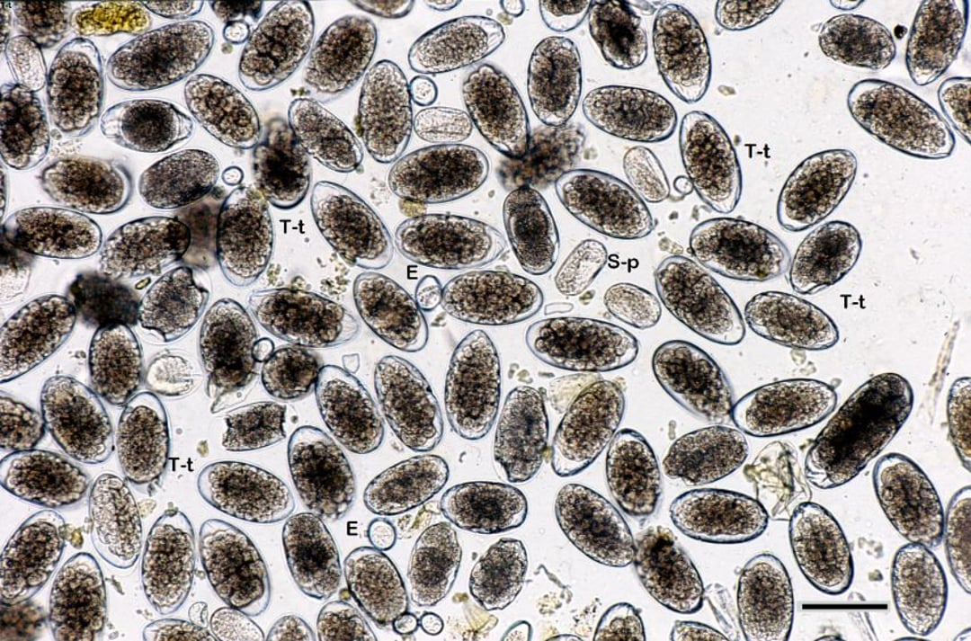 Parasitology in Veterinary Practice - Clinical Pathology and Procedures ...