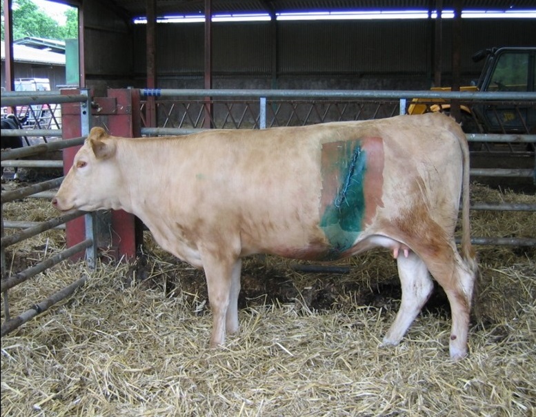 Manejo del parto en el ganado vacuno - Manejo y nutrición - Manual de ...