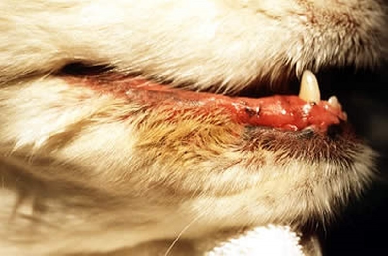 Image:Cheilitis and lip fold dermatitis, dog-MSD Veterinary Manual