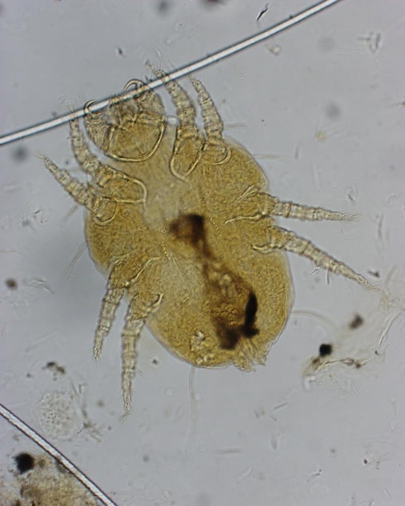 Image:Cheyletiella sp-Manual de veterinaria de MSD