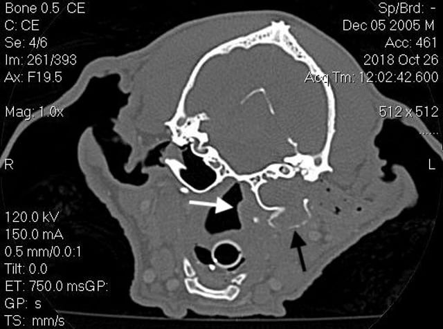 Cholesteatomas in Small Animals - Ear Disorders - MSD Veterinary Manual