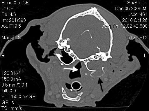 Image:Cholesteatoma, CT scan, dog-Merck Veterinary Manual