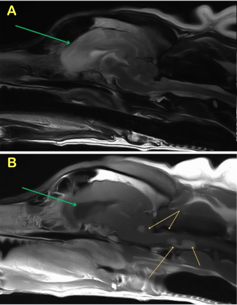 Image:Choroid plexus tumor, MRI, dog-Merck Veterinary Manual