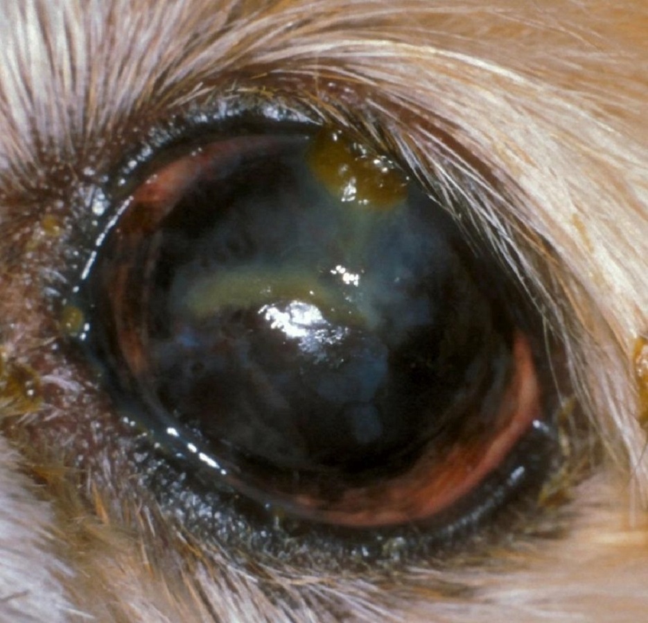 Image:Queratoconjuntivitis seca crónica, perro-Manual de veterinaria de MSD