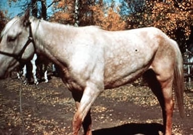 Image:Chronic obstructive pulmonary disease with "heave line," horse ...