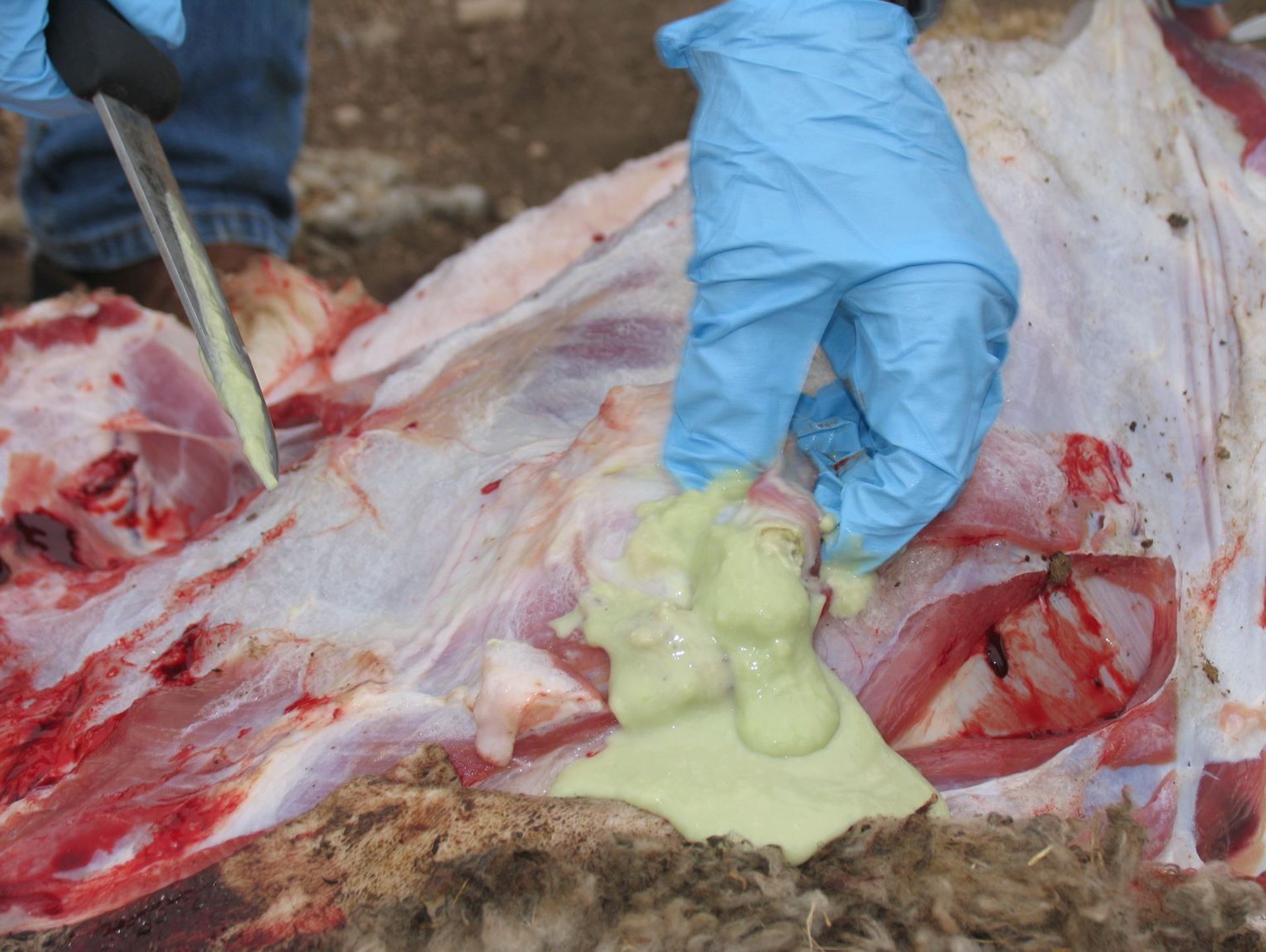 Linfadenite caseosa em ovinos e caprinos - Circulatory System - Manual ...