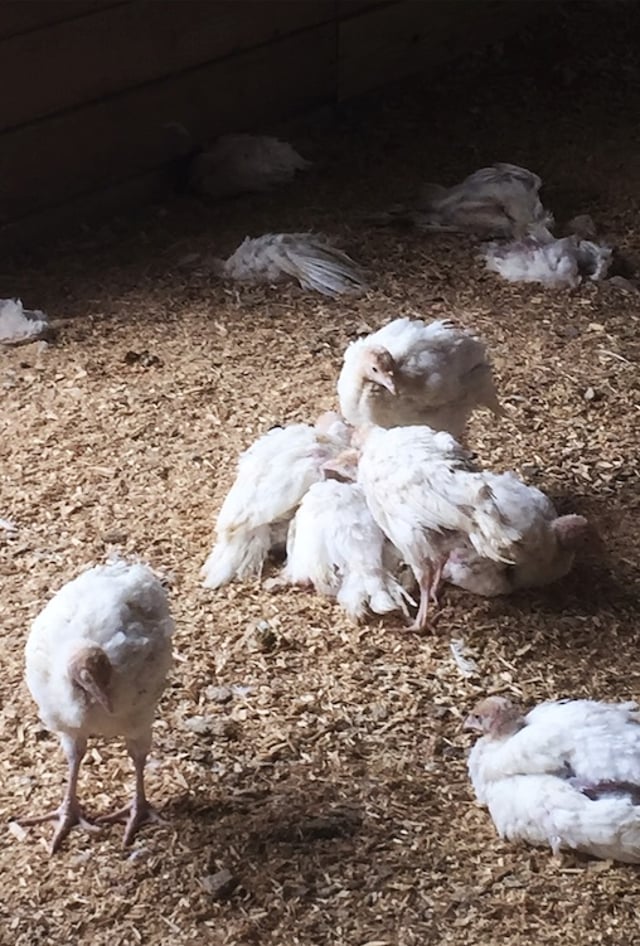 Histomoniasis in Poultry - Poultry - MSD Veterinary Manual