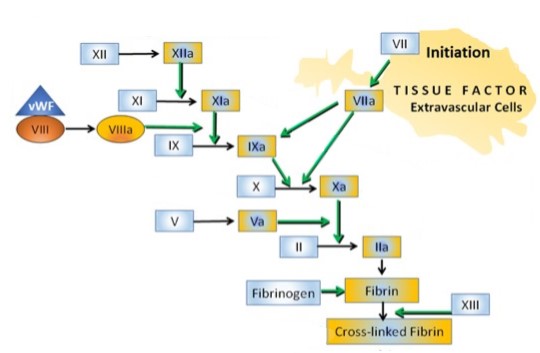 Image:Coagulation cascade-MSD Veterinary Manual