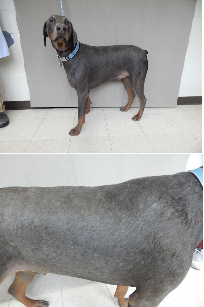 Image:Color dilution alopecia, dog-Merck Veterinary Manual