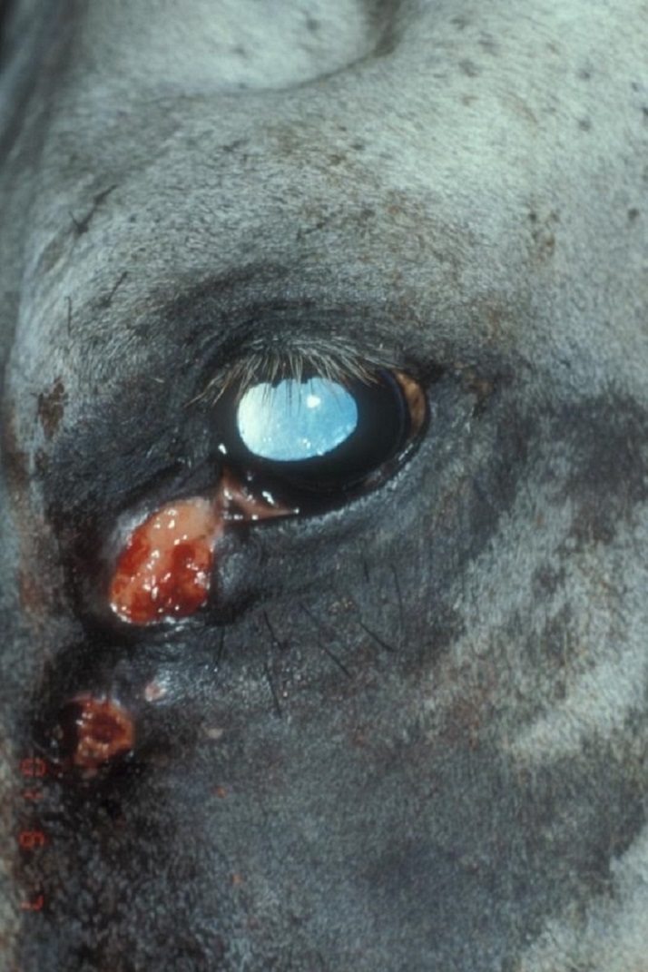 Image:Habronemiasis conjuntival, caballo-Manual de veterinaria de MSD