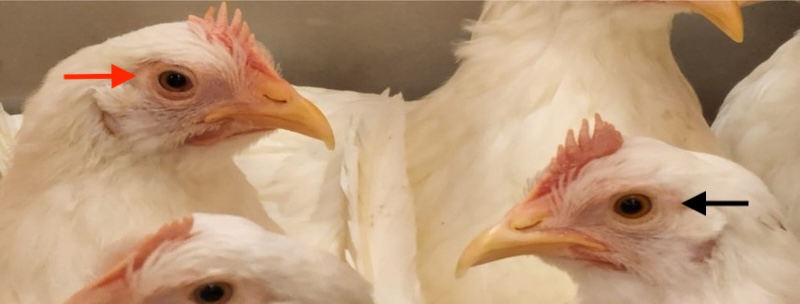 Image:Conjunctivitis and periorbital swelling, M gallisepticum, chicken ...